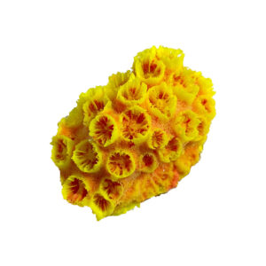 #34 Tubastrea | Ocean Aquaria