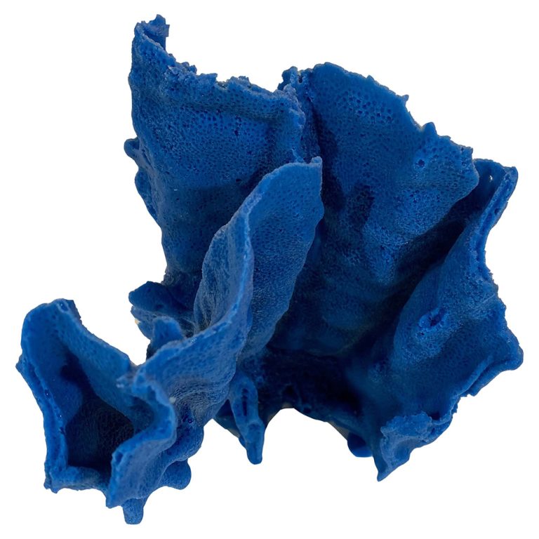 #522 Blue Ridge Coral | Ocean Aquaria