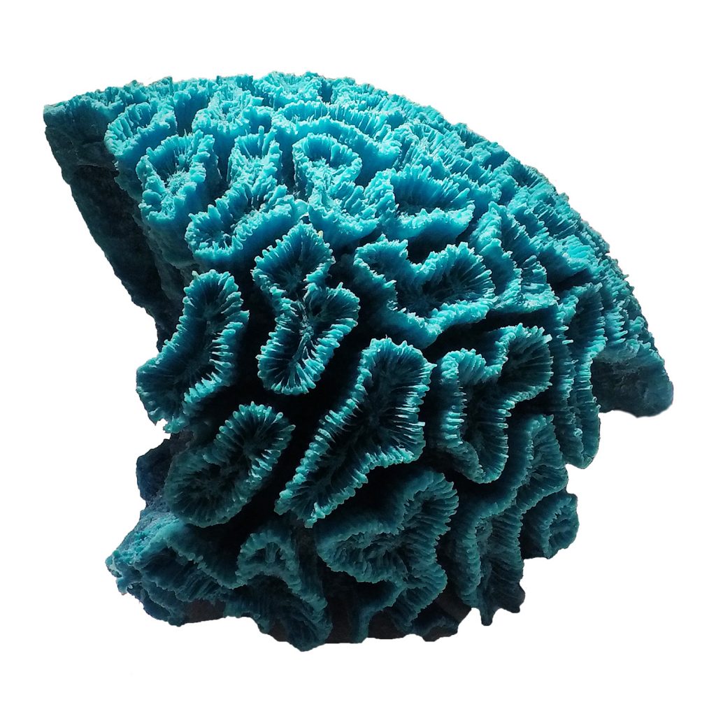 #262 XLG Open Flower Brain Coral | Ocean Aquaria