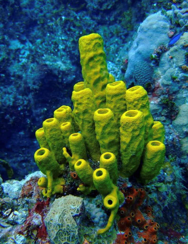 #644 Nine Tube Sponge aquarium decorations | Ocean Aquaria