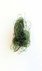 Spaghetti Algae | Ocean Aquaria