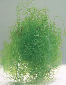 Spaghetti Algae | Ocean Aquaria