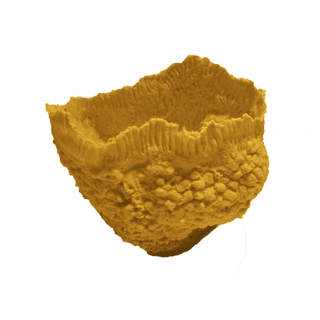 #311 Sponge Vase | Ocean Aquaria