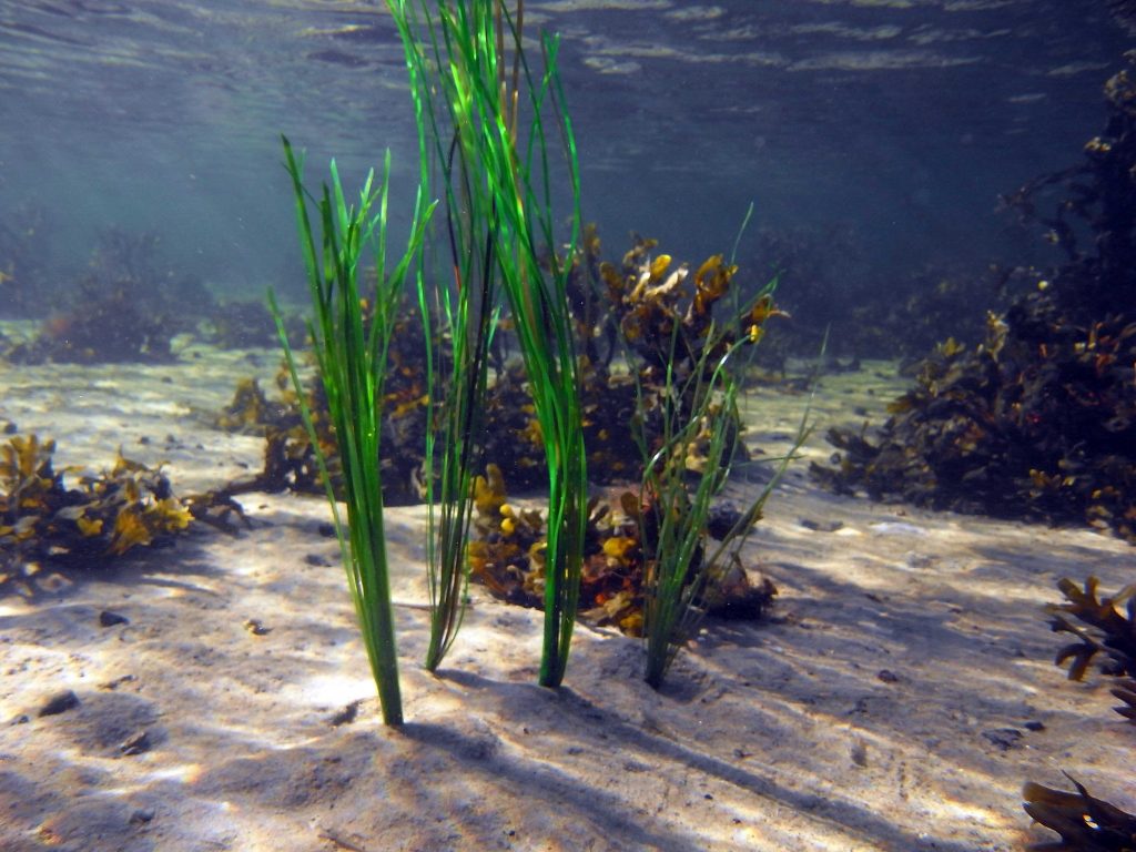 Surfgrass | Ocean Aquaria