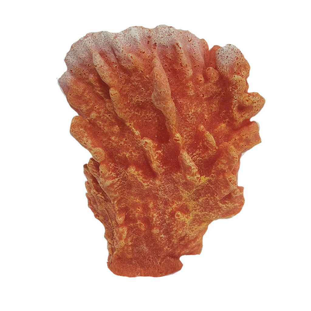 #703 Fire Coral | Ocean Aquaria